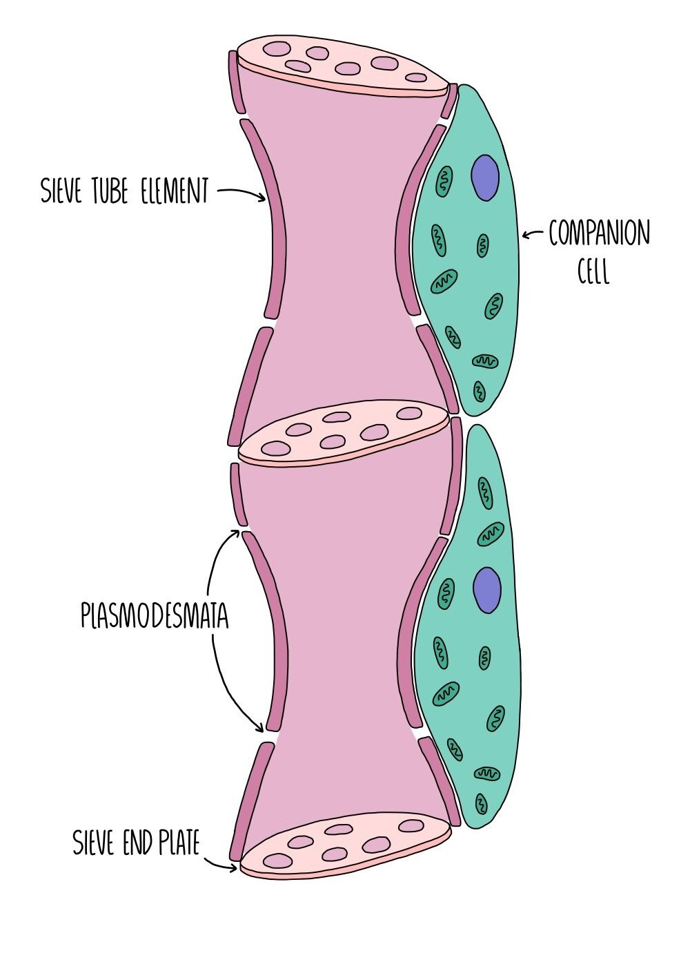 Transport in plants - Biology Upstem Academy