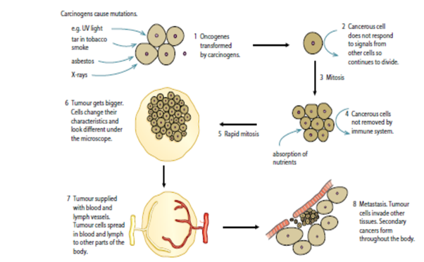 Cancer - Biology Upstem Academy